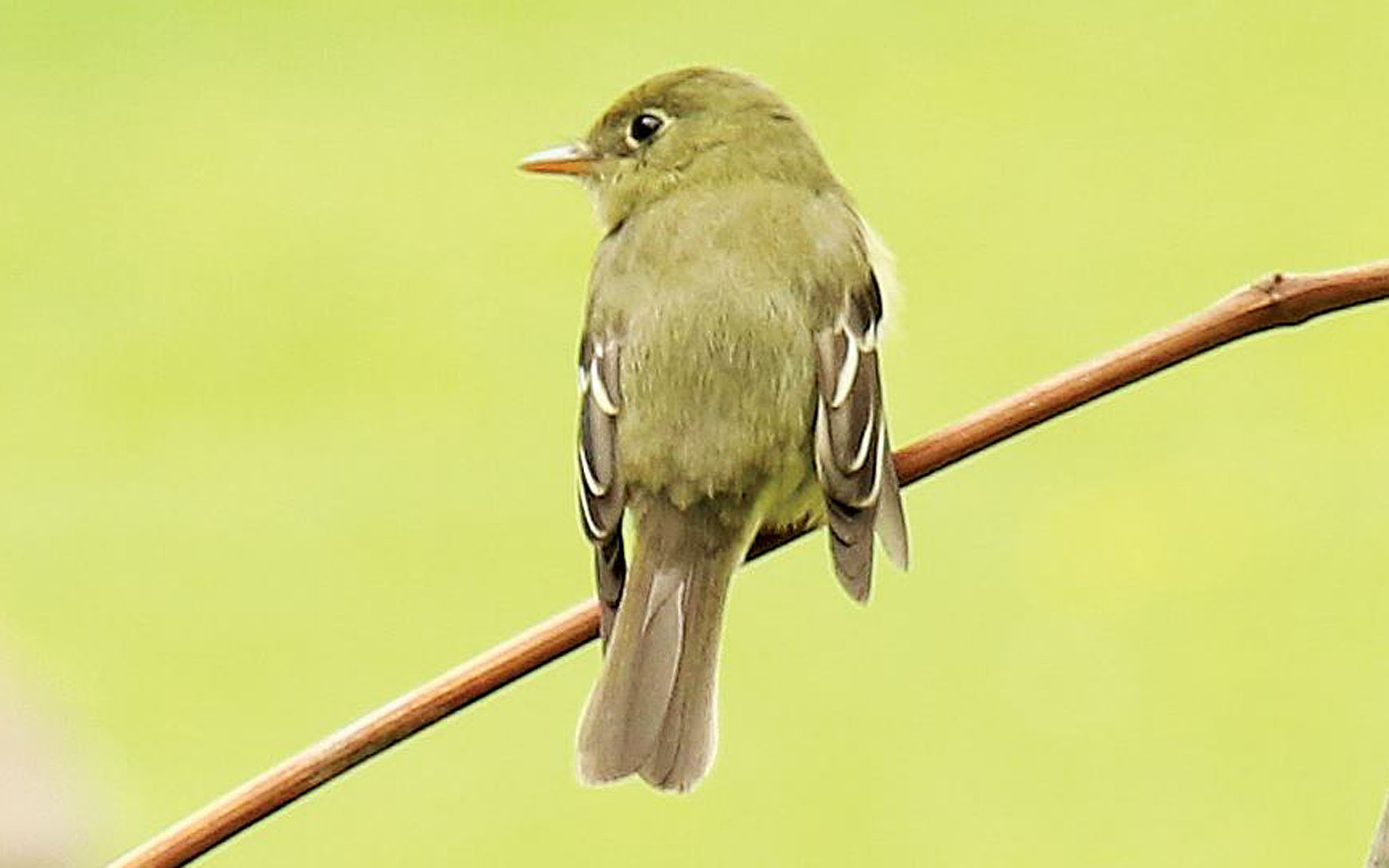 Bird Watching & Birdguides in Minnesota: Pine to Prairie
